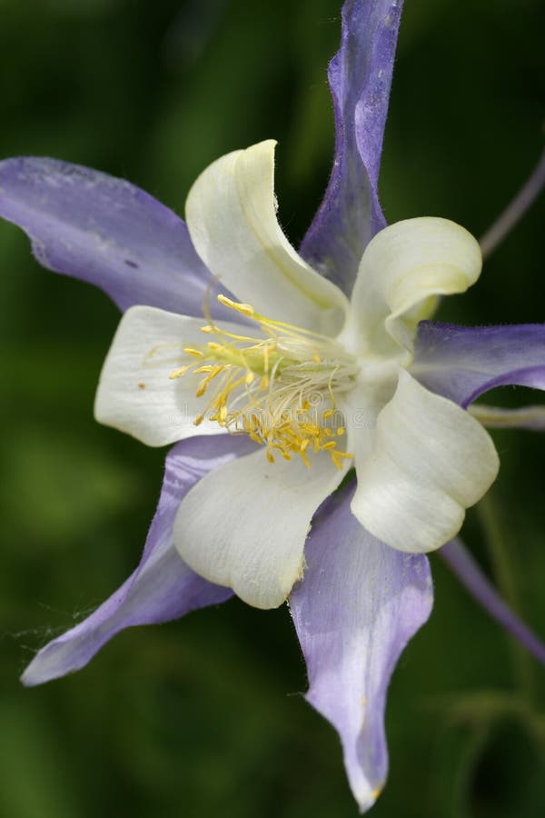 Blue columbine on meadow stock image. Image of columbine - 189073303