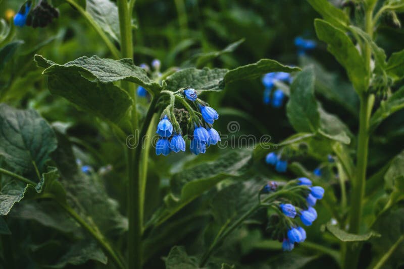 Blue Comfrey Flowers - ,Quaker Comfrey, Boneset, Knitbone, Slippery ...