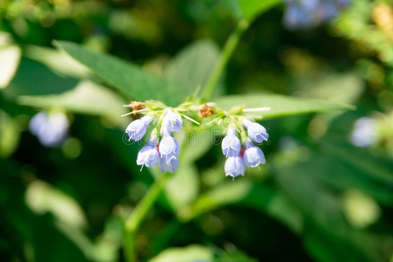 Blue Comfrey Flowers - Quaker Comfrey, Boneset, Knitbone, Slippery-root ...