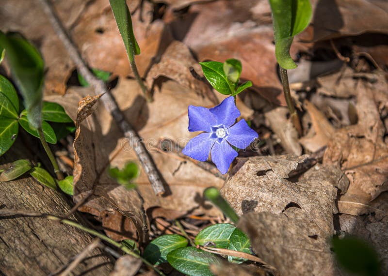 Blue Common periwinkle stock photo. Image of purple - 320481352
