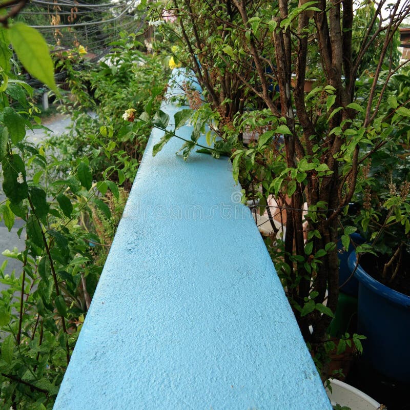 White Concrete Wall and Plant Stock Image - Image of weed, growing ...