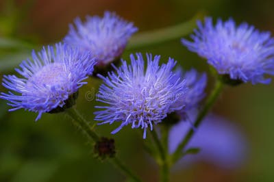 Blue coneflower stock image. Image of graceful, growth - 252231