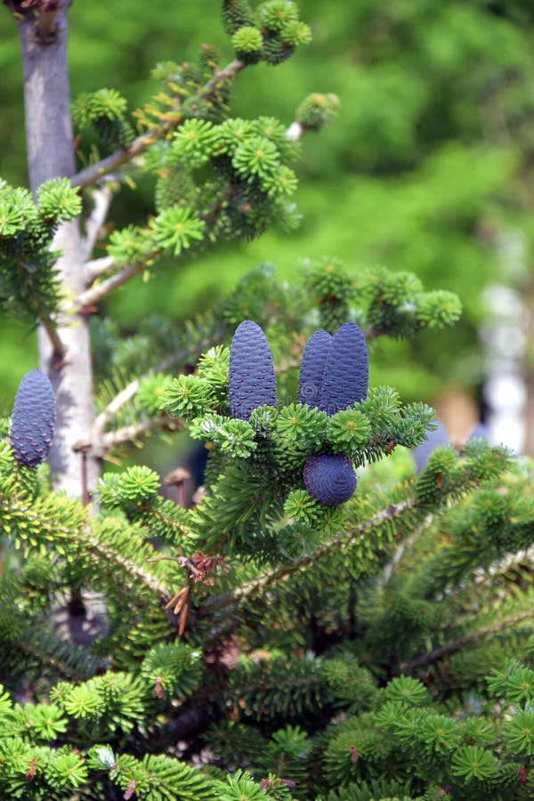 Blue Cones on a Decorative Coniferous Tree Stock Image - Image of ...
