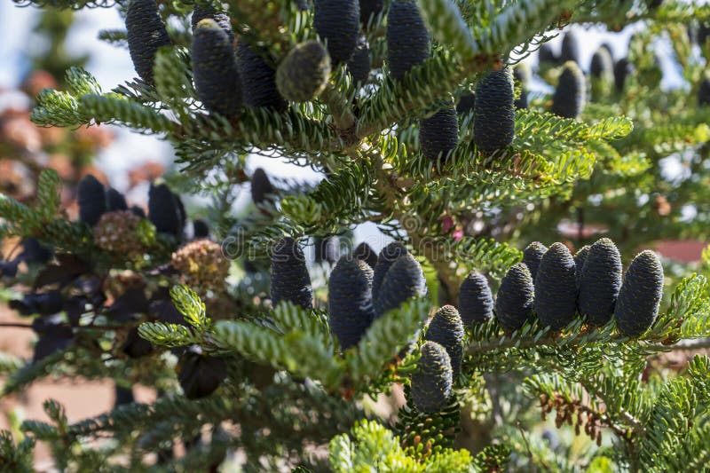Blue conifer cones stock image. Image of twig, conifer - 254174709