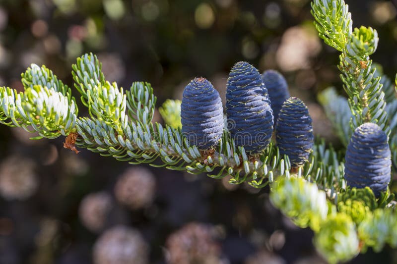 Conifer, Daylight, Evergreen, Forest, Picture. Image: 101909312