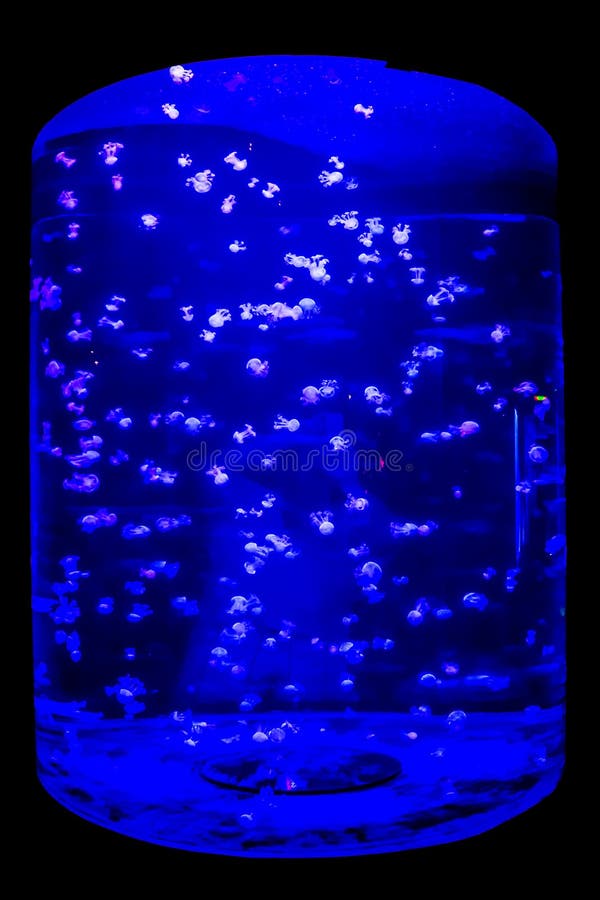 A Blue Container with Many Small Bubbles Inside Stock Photo - Image of ...