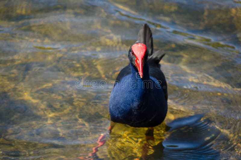 Black Eurasian Coot Water Bird Walking and Eating on Green Grass at ...