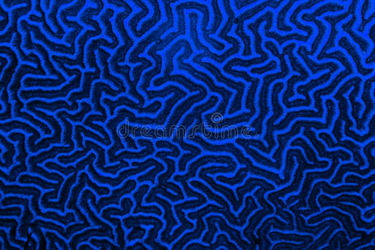 Blue Coral pattern stock illustration. Illustration of black - 67396402