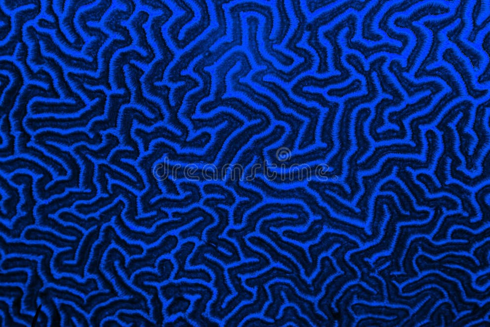 Blue Coral pattern stock illustration. Illustration of black - 67396402