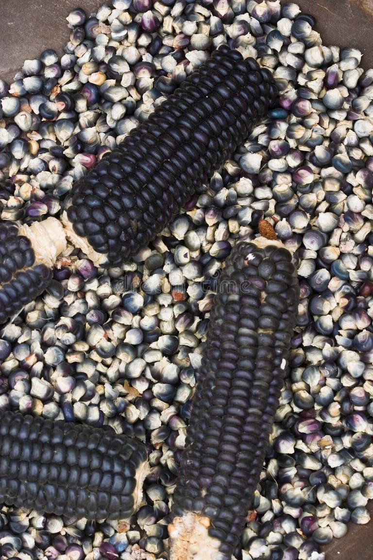 Hopi Blue Corn Stock Photos - Free & Royalty-Free Stock Photos from ...