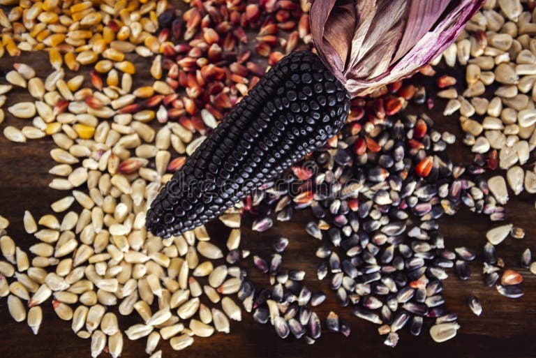 Blue Corn in Corn Kernel Background, Flat Lay Stock Image - Image of ...