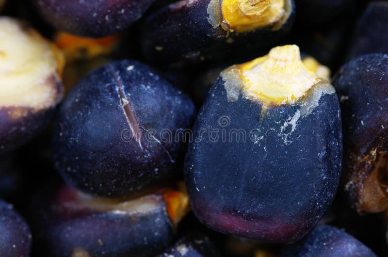 Blue corn macro stock image. Image of grain, cracked - 24450683