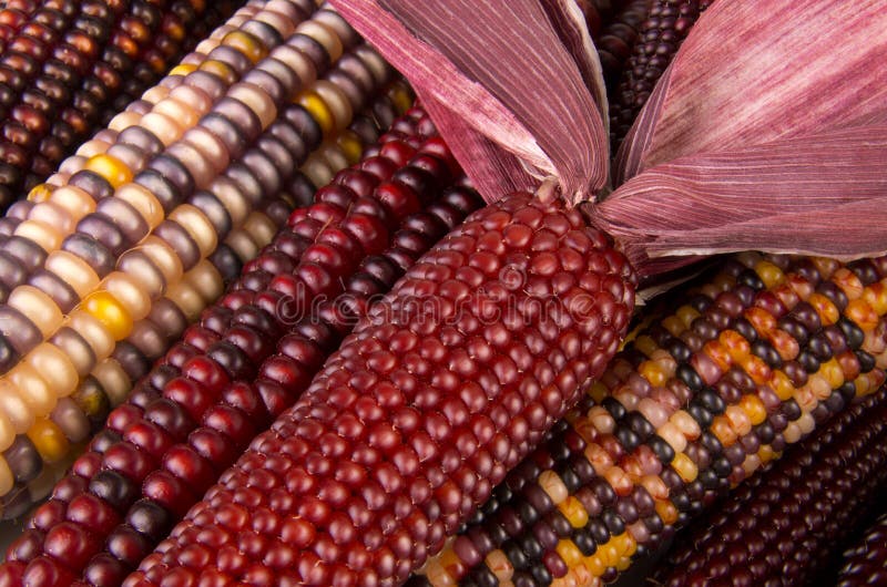 Blue Corn with Stalk on a Bed of Mixed Indian Corn Stock Photo - Image ...