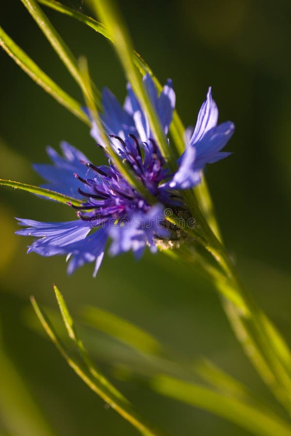 Cornflowers stock vector. Illustration of flower, season - 28572660