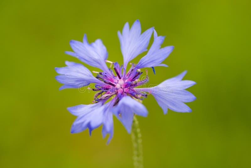 Cornflowers stock image. Image of meadow, abstract, ornamental - 29741223