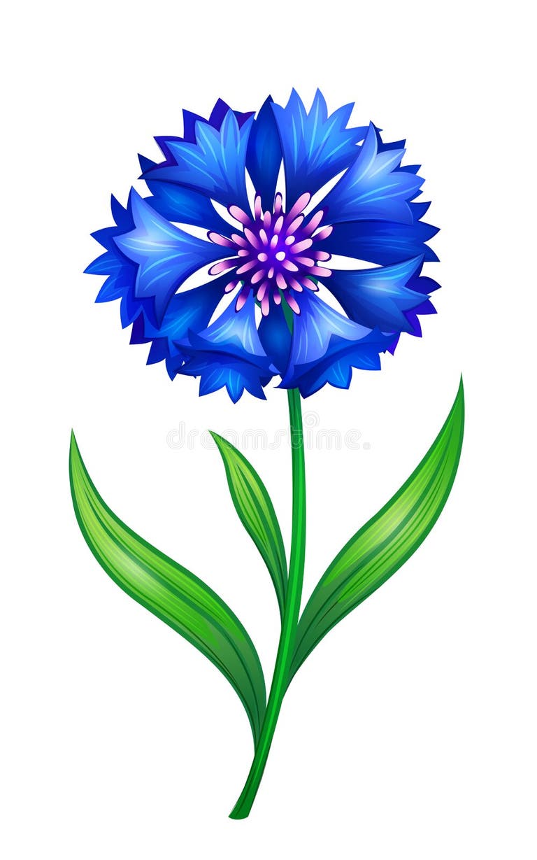 Cornflower Stock Illustrations – 20,489 Cornflower Stock Illustrations ...