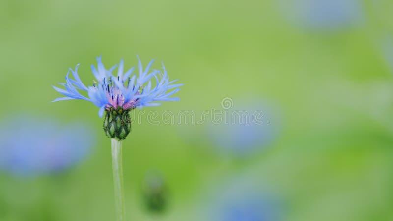 Blue Cornflower Bloom, Centaurea Montana. Blue Cornflower or Cyanus ...