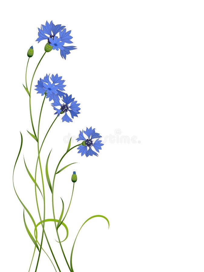 Blue Cornflower Bouquet Pattern Isolated Stock Vector - Illustration of ...