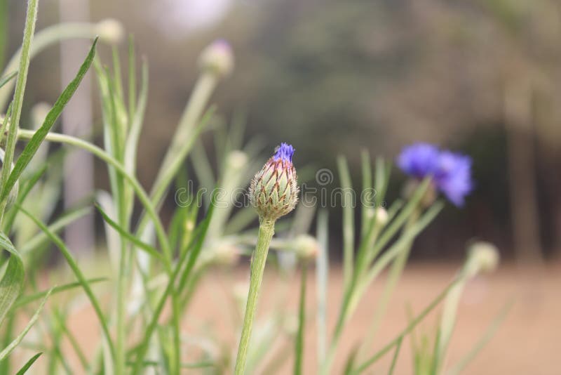 Blue Cornflower Bud in Cornflower Fields , Winter Flower Stock Image ...