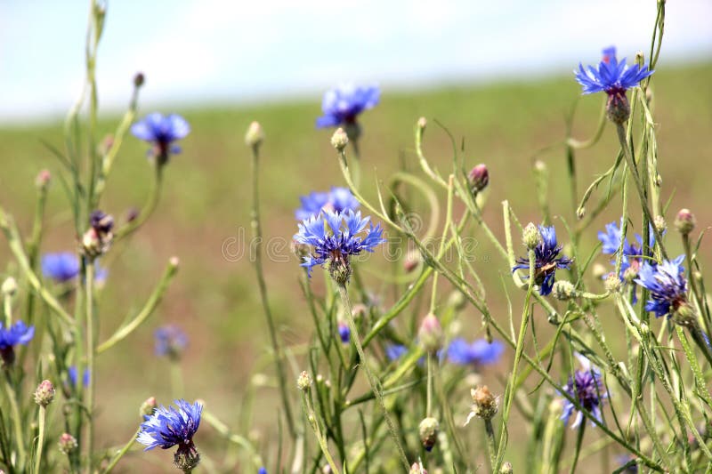 Blue Cornflower (Centaurea Cyanus) Blooms in the Field Stock Image ...