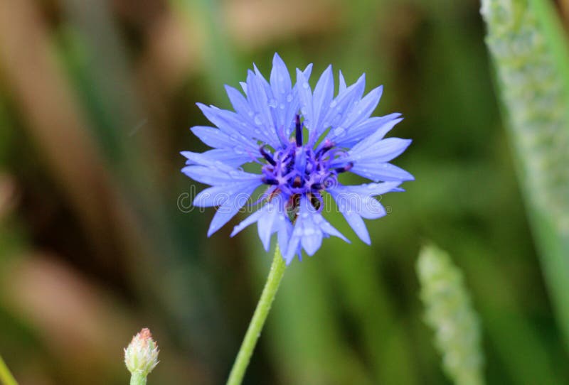 Blue Cornflower (Centaurea Cyanus) Blooms in the Field Stock Image ...