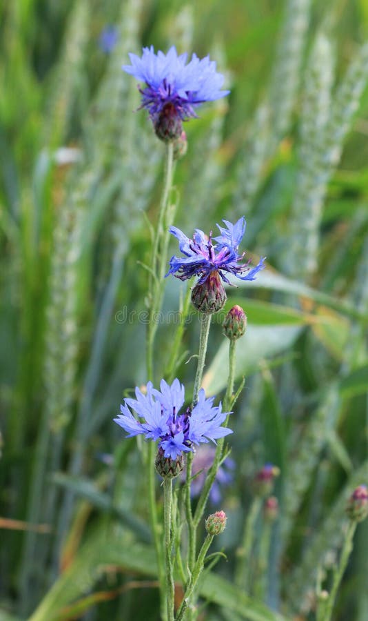 Blue Cornflower (Centaurea Cyanus) Blooms in the Field Stock Image ...