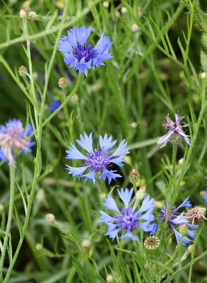Blue Cornflower (Centaurea Cyanus) Blooms in the Field Stock Photo ...