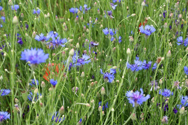 Blue Cornflower (Centaurea Cyanus) Blooms in the Field Stock Photo ...