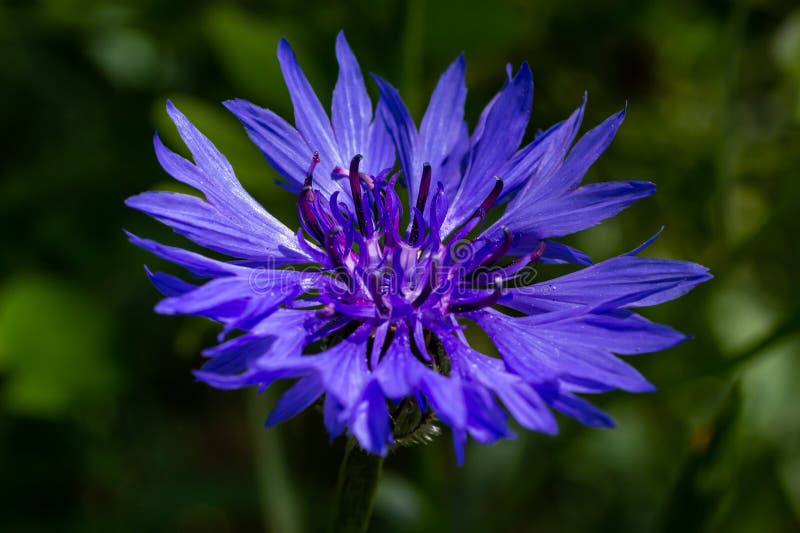 The Blue Cornflower Centaurea Cyanus is an Edible Plant Stock Photo ...