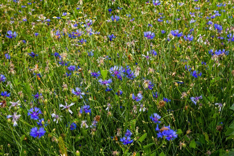 The Blue Cornflower Centaurea Cyanus is an Edible Plant Stock Photo ...