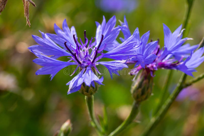 The Blue Cornflower Centaurea Cyanus is an Edible Plant Stock Image ...