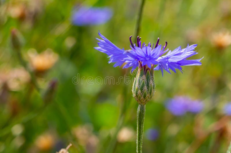 The Blue Cornflower Centaurea Cyanus is an Edible Plant Stock Photo ...
