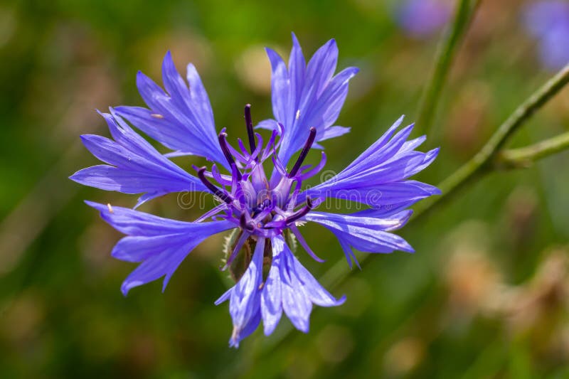 The Blue Cornflower Centaurea Cyanus is an Edible Plant Stock Photo ...