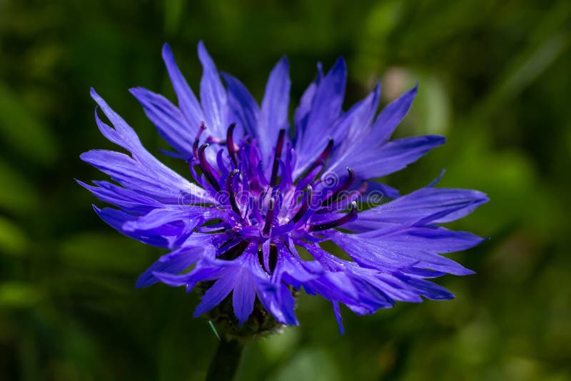 The Blue Cornflower Centaurea Cyanus is an Edible Plant Stock Photo ...