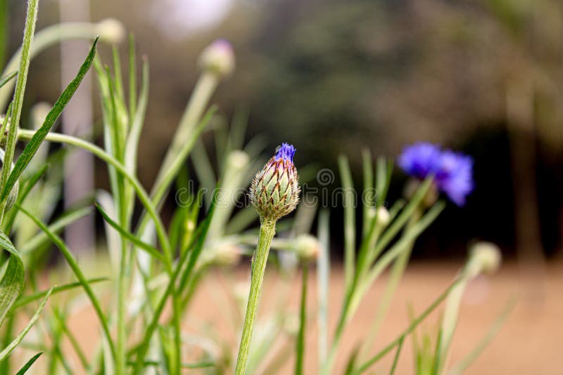 Blue Cornflower Fields with Buds Stock Image - Image of green ...