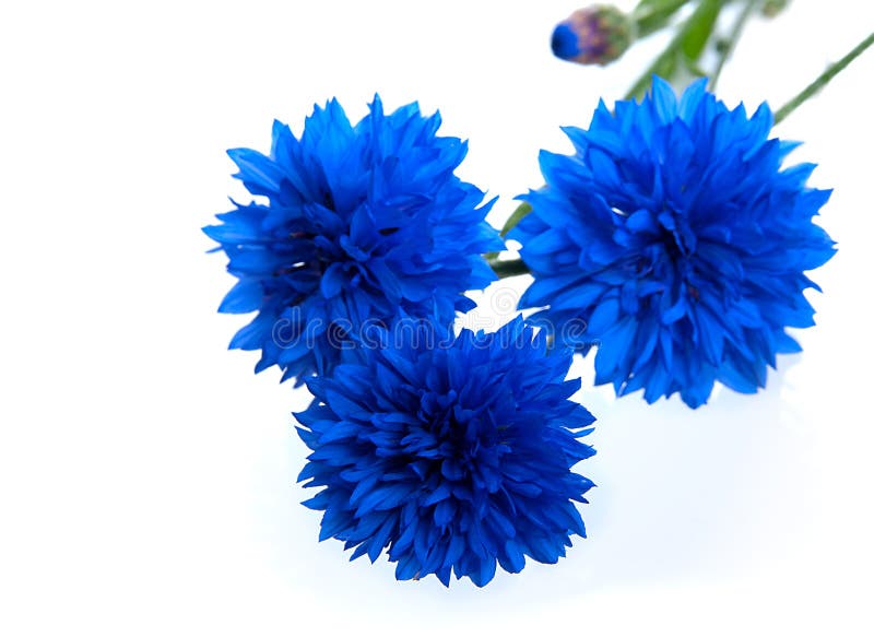 Blue Cornflower Flower stock photo. Image of flower, macro - 25991628