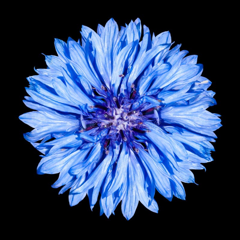 Blue Cornflower Flower Head - Centaurea Cyanus Stock Image - Image of ...