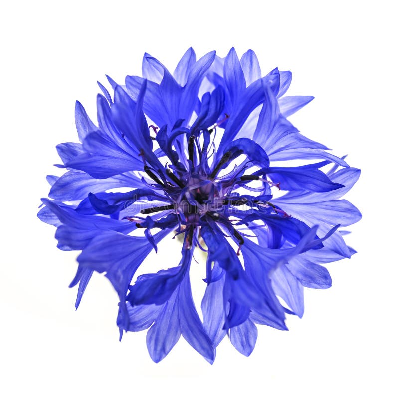 Blue cornflower stock photo. Image of beauty, beautiful - 15694216