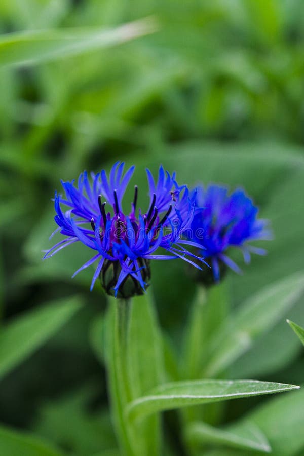 Blue cornflower stock image. Image of cornflowers, garden - 73259965