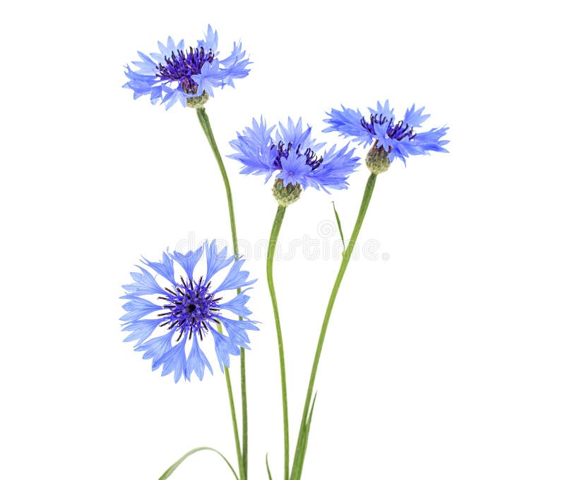 Blue Cornflower Herb or Bachelor Button Flower Isolated on White ...