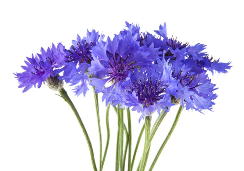 Blue Cornflower Isolated on White Background Stock Image - Image of ...