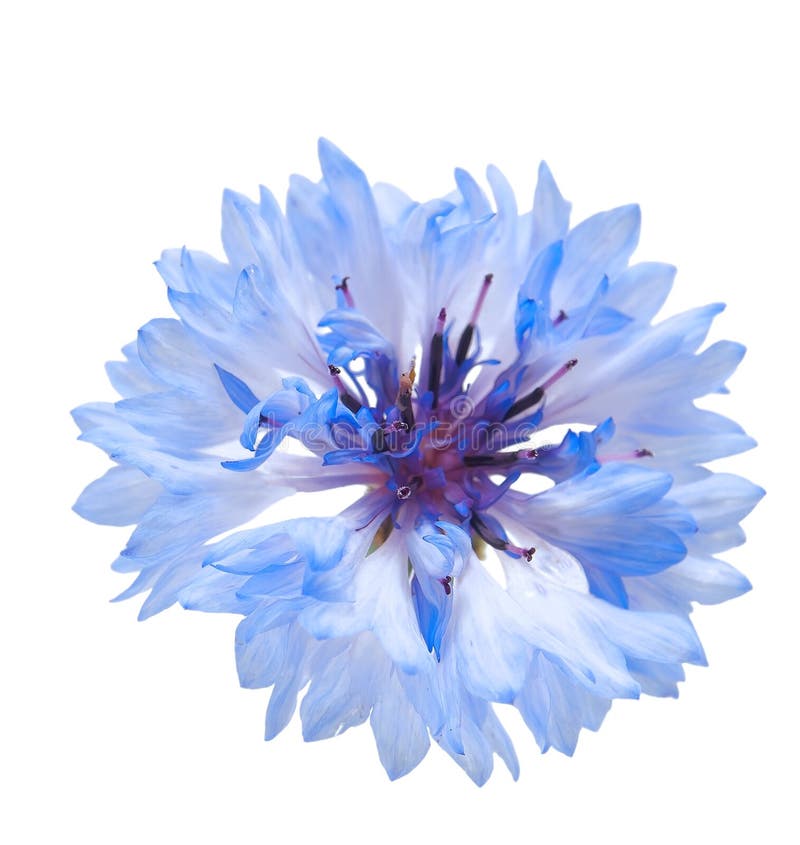 Blue Cornflower Isolated on the White Background. Stock Photo - Image ...
