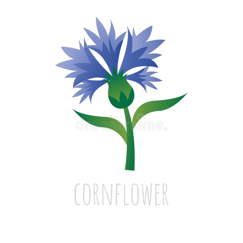 Blue Cornflower Vector Illustration Stock Vector - Illustration of ...