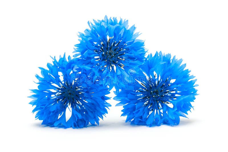 Blue Cornflower on White Background Stock Image - Image of flower ...