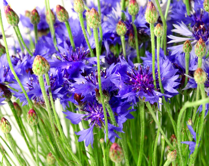 Cornflower stock image. Image of glorious, centaury, azure - 299159