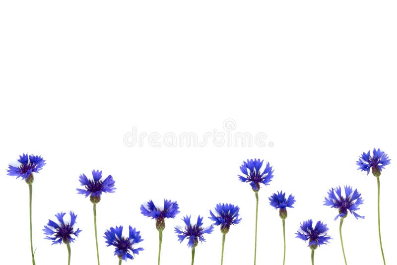 Blue Cornflower Frame on White Background Stock Image - Image of green ...