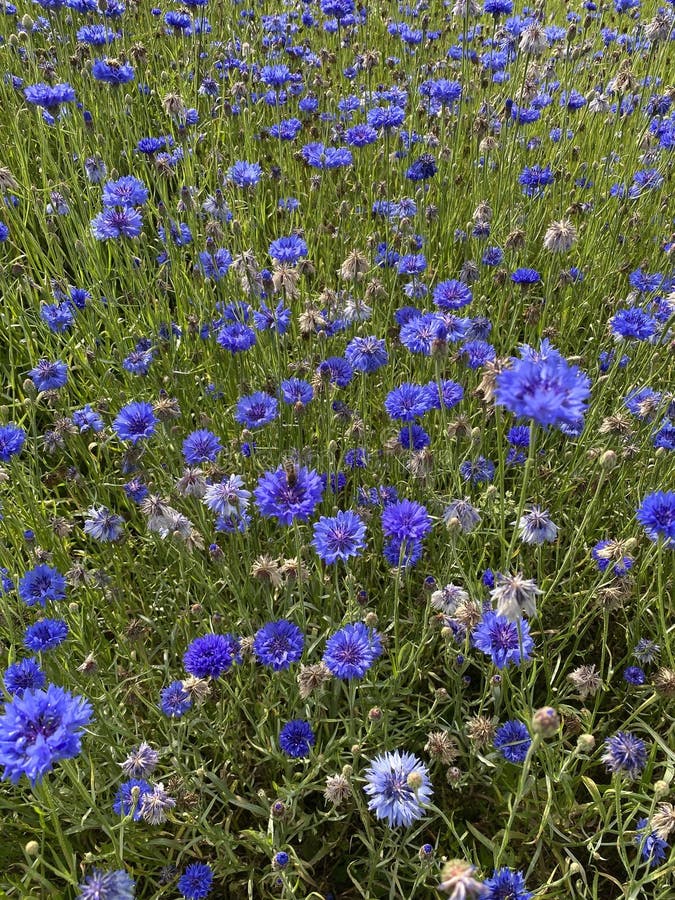 Cornflower Field stock photo. Image of herb, garden - 329877846