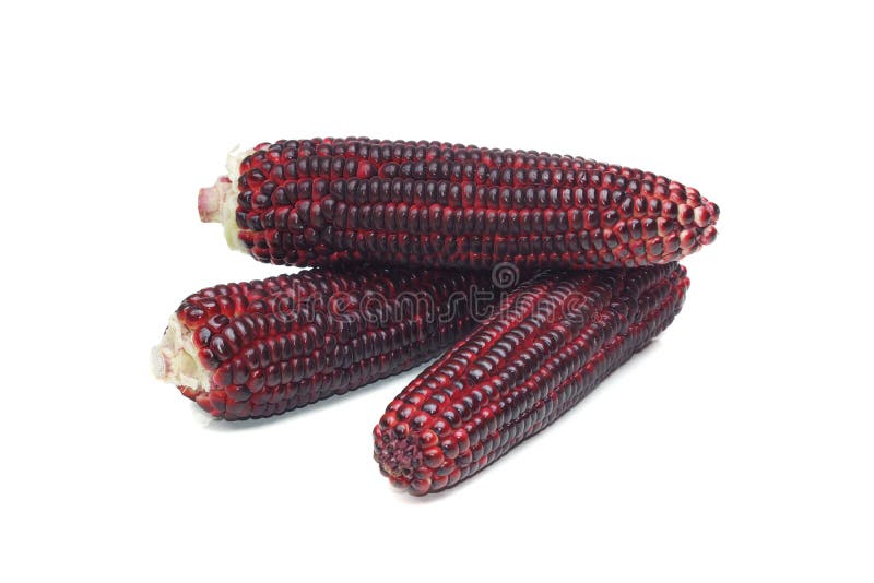 Blue corns stock photo. Image of sweet, purple, husk - 99401814