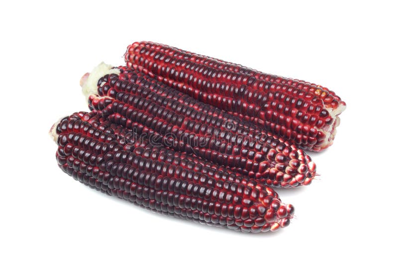 Blue corns stock photo. Image of corn, white, husk, texture - 99401834