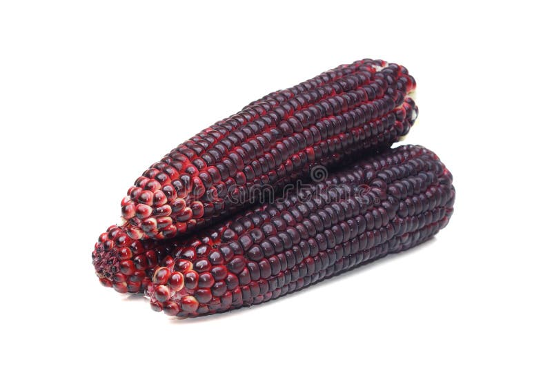 Blue corns stock photo. Image of purple, ripe, grain - 99401812